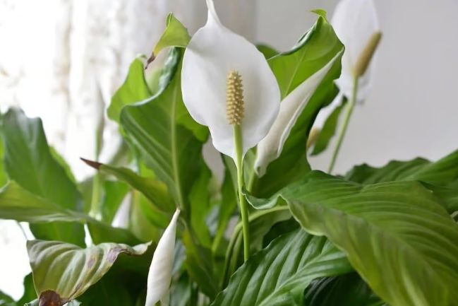 Pet sobnih biljaka koje uklanjaju plijesan i kondenzaciju i sprečavaju ...