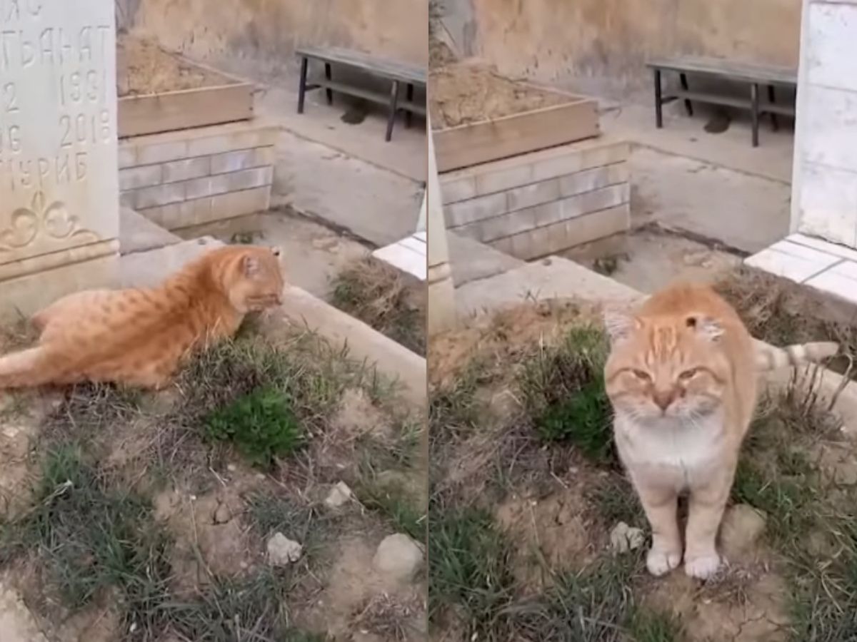 Dirljiva priča: Mačka nije htjela da napusti grob vlasnika sedam godina