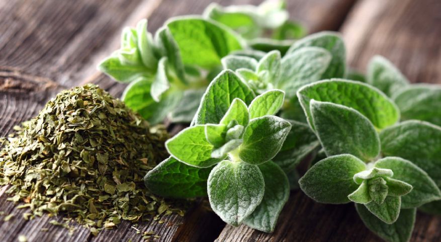 Stari Grci su vjerovali da ova biljka ima super moći