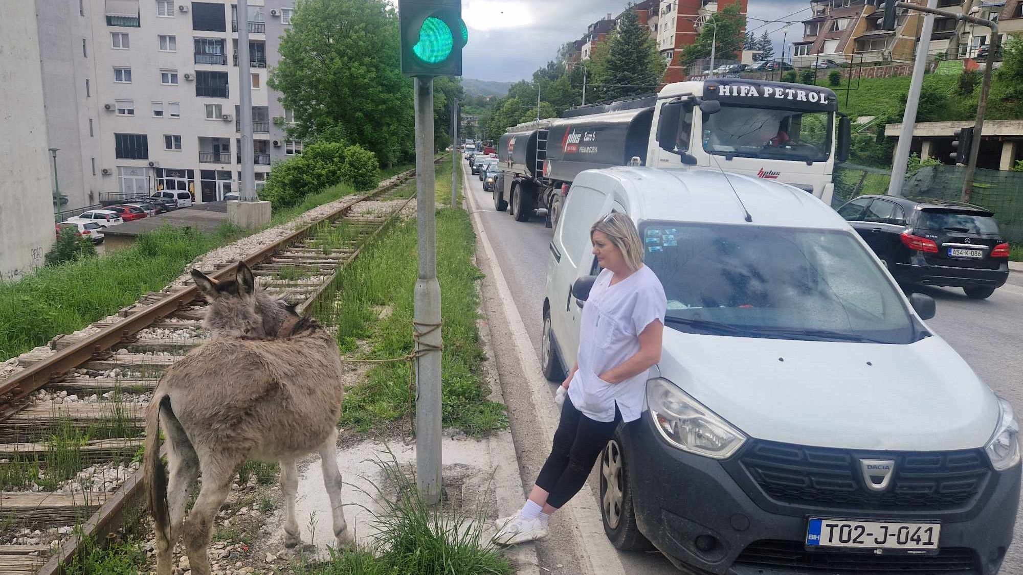 Čiji magarac luta od Vogošće prema Sarajevu? Spasila ga je veterinarka ...