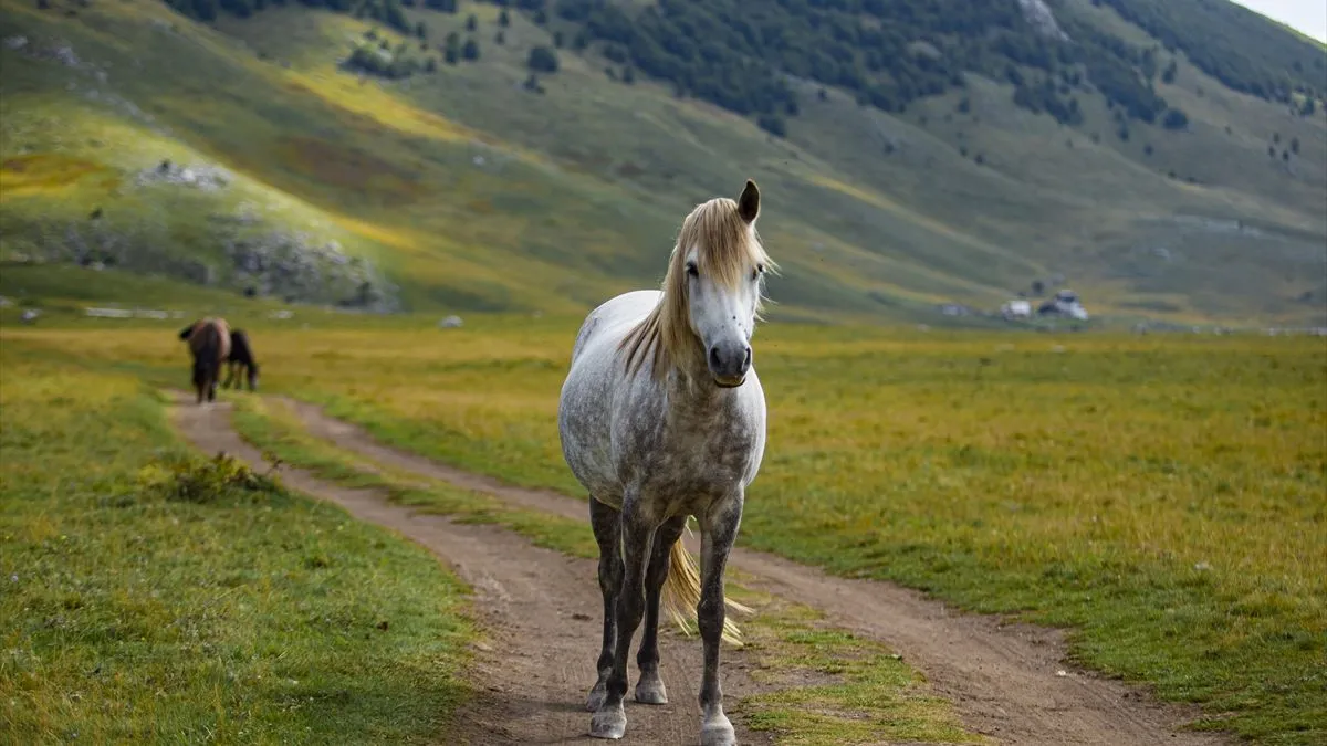 Bosansko selo Lukomir, dragulj Bjelašnice i mjesto gdje se "dodiruju ...